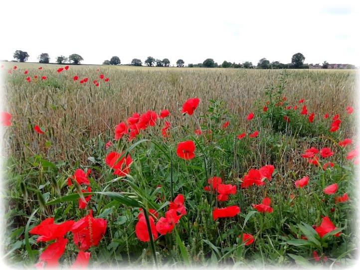 Excavating in Thelnetham – JWalking