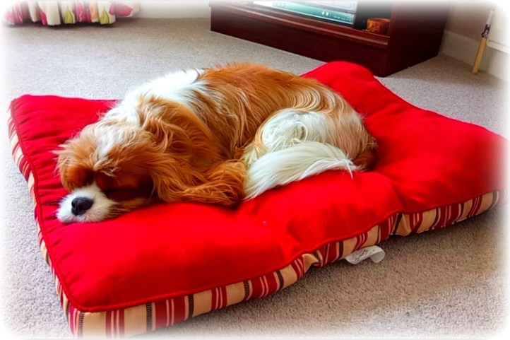 How to be a Good Housesitter – JWalking