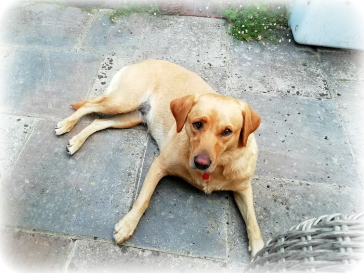 The 9 Hour Housesit – JWalking