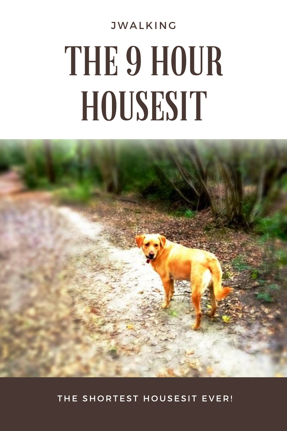 The 9 Hour Housesit – JWalking