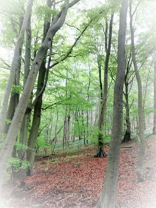 Four Seasons of Tewin Walk – JWalking